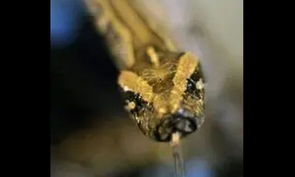 Slithering Serpents - SafeGuardYourSoul