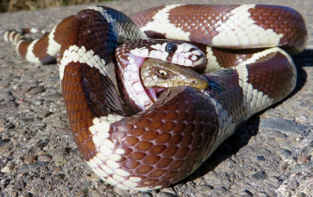 Snake Petting - SafeGuardYourSoul