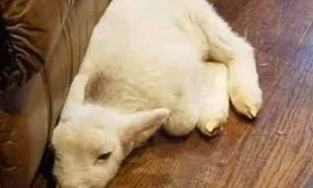 Ever Heard of Bummer Lambs? - SafeGuardYourSoul