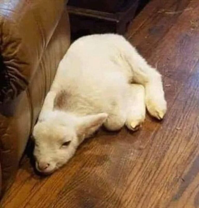 Ever Heard Of Bummer Lambs SafeGuardYourSoul Ever Heard Of Bummer Lambs SafeGuardYourSoul